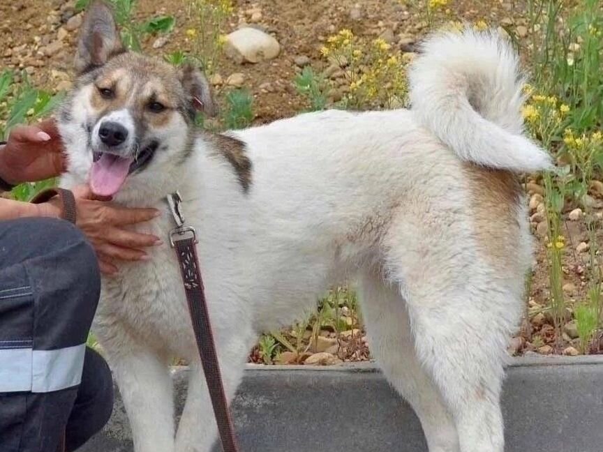 Лаечка Белочка