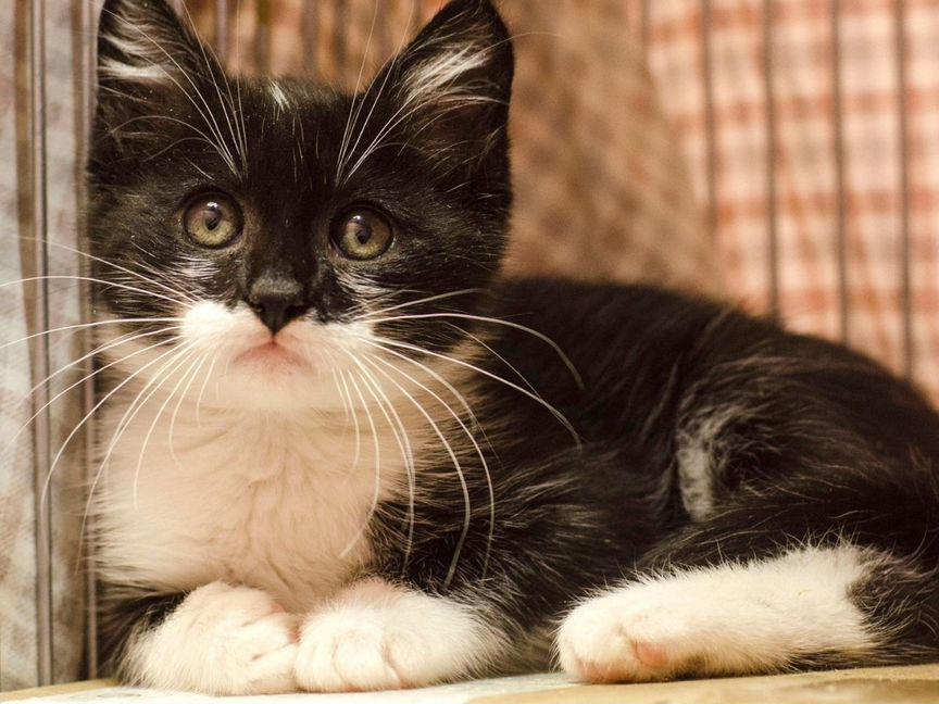 Котенок в хорошие руки