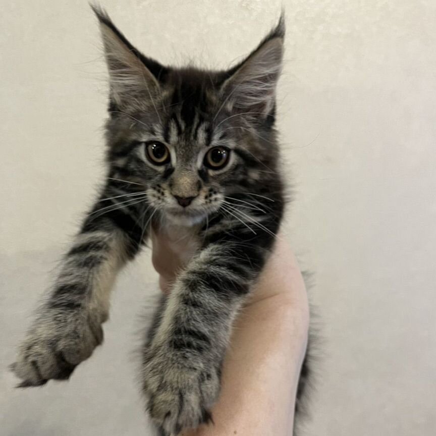 Мейн-кун котёнок