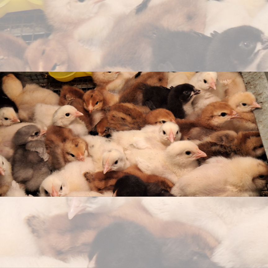 Цыплята несушки подрощенные
