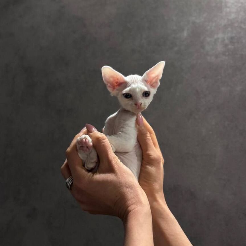 Котята девон-рекс