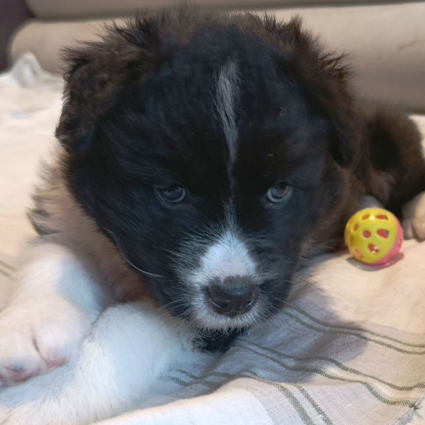 Щенок в добрые руки