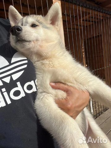 Классные щеночки хаски