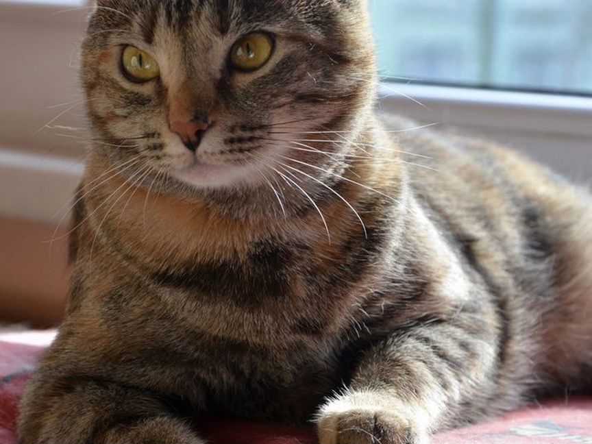 Настоящая ласковая нежная фея Тасенька ищет дом