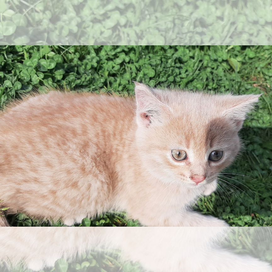 Котёнок в добрые руки