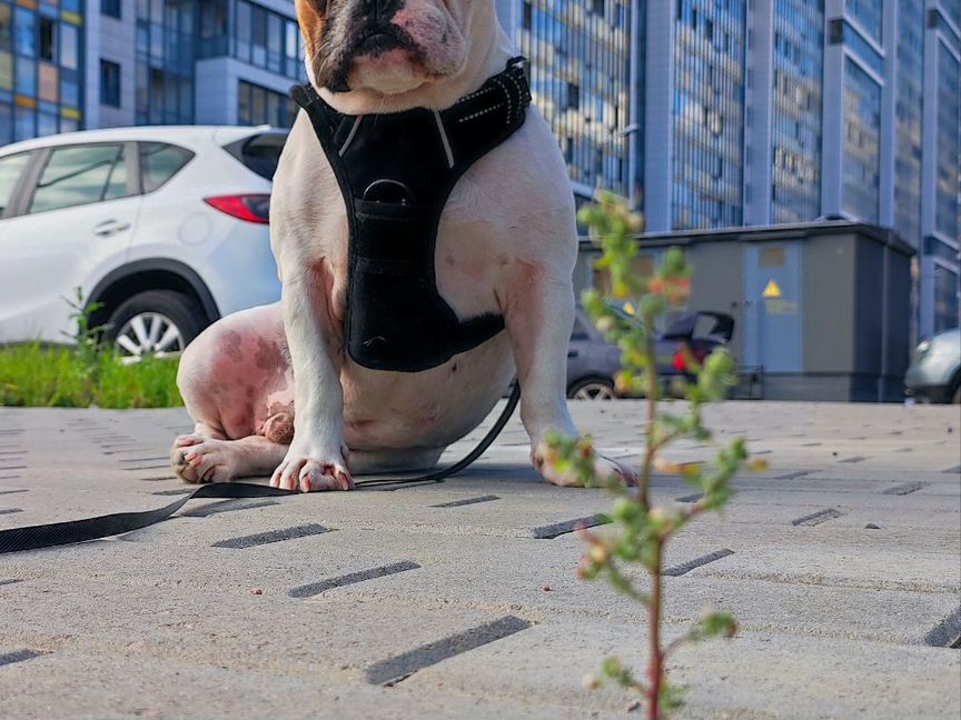 Французский бульдог 2 года в добрые руки