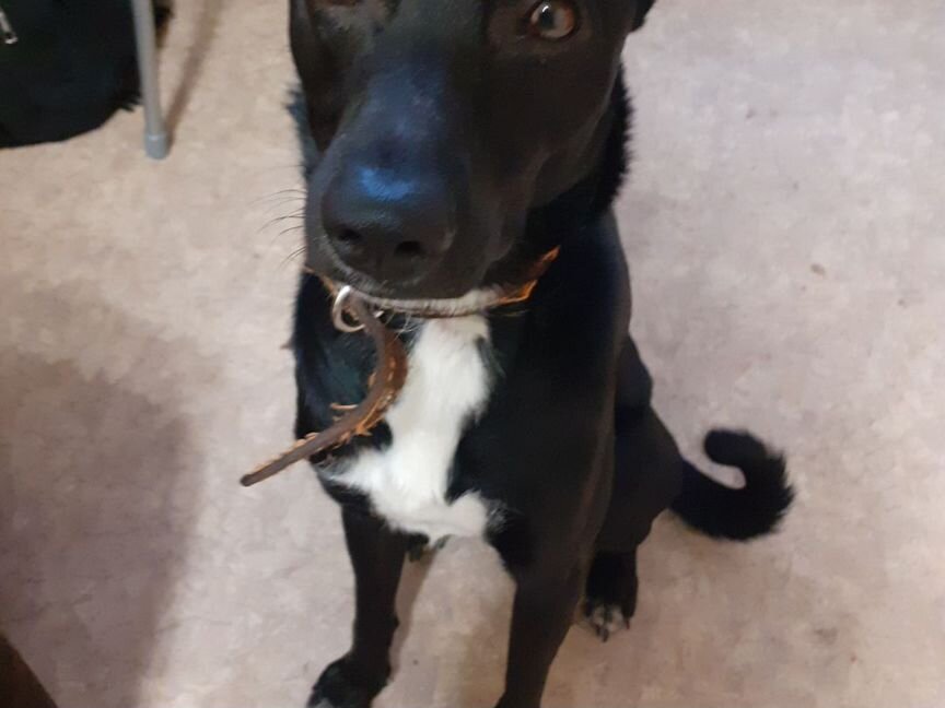 Собака в добрые руки дворняга