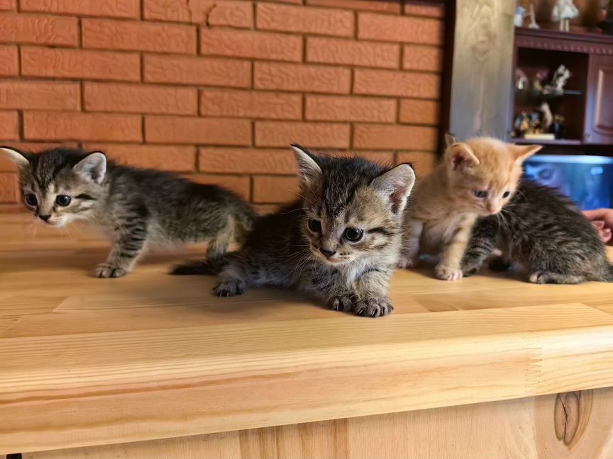Котята в добрые руки бесплатно