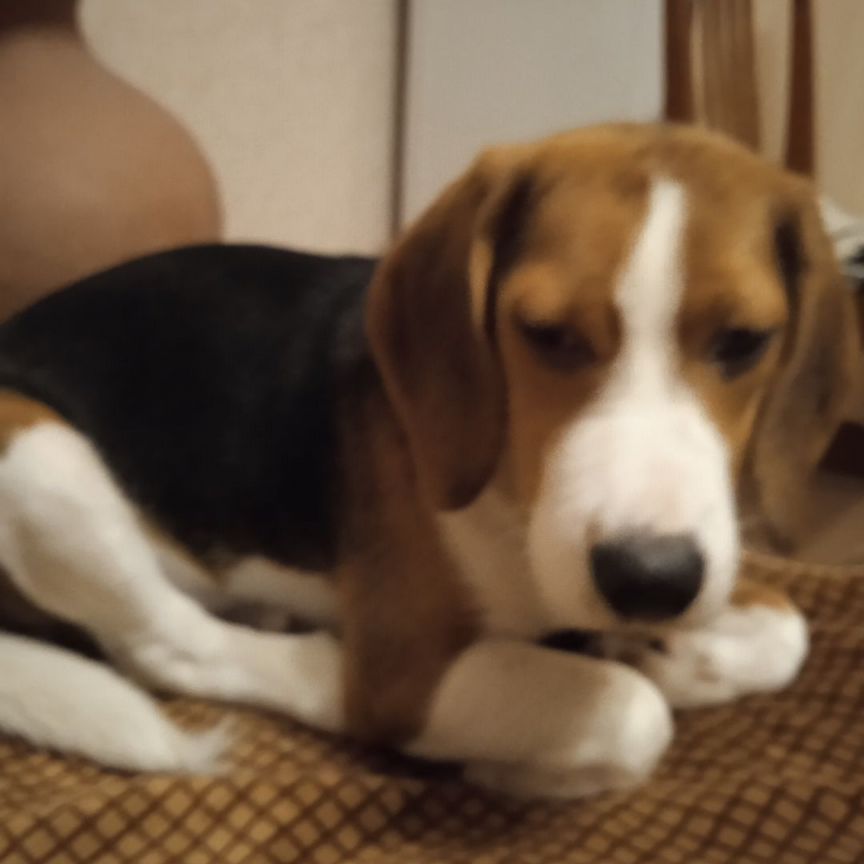 Щенки бигль в добрые руки