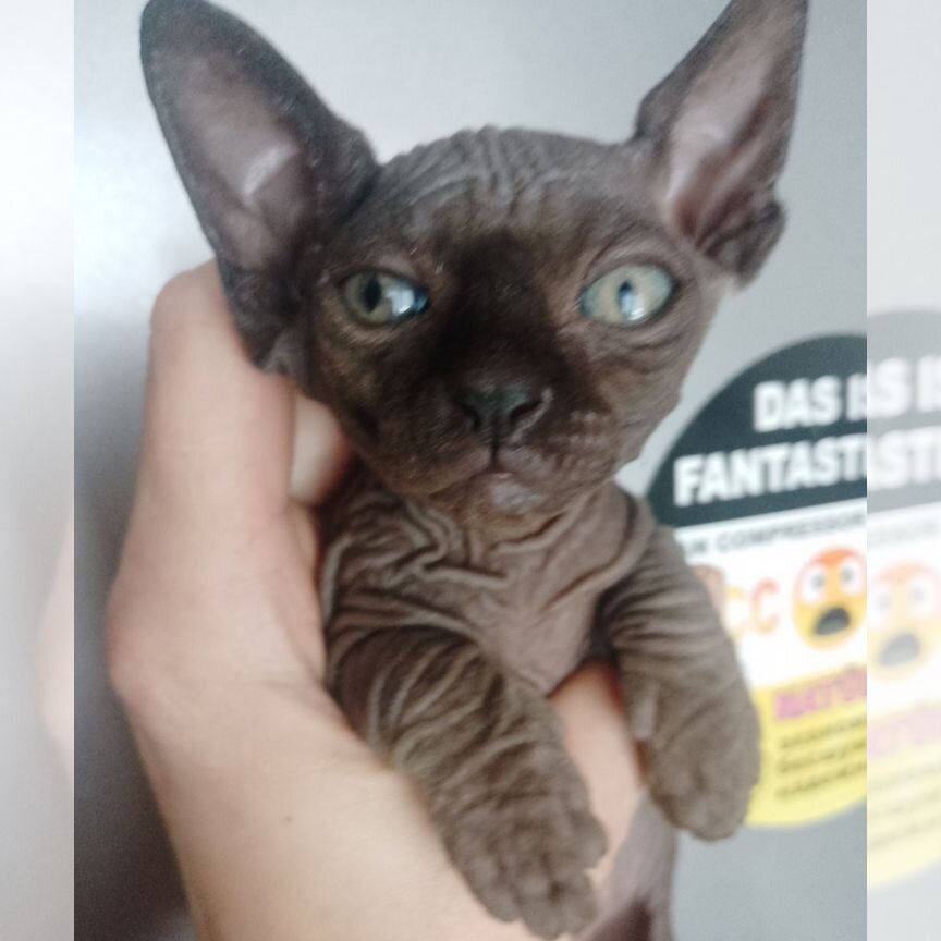 Канадский сфинкс котёнок