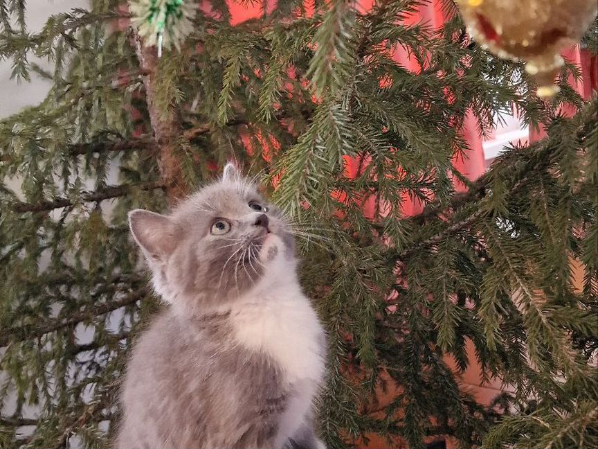 Котенок девочка в добрые руки