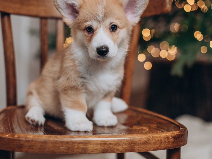 Вельш-корги пемброк