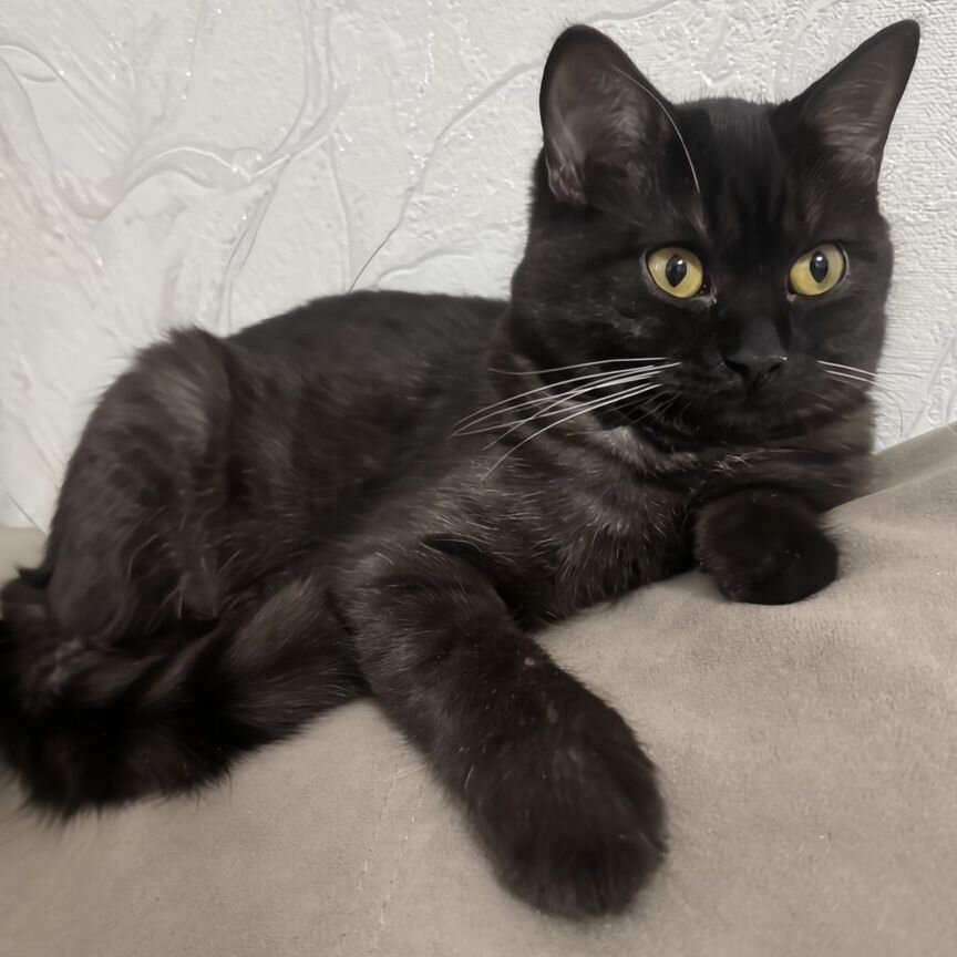 Британский длинношёрстный котёнок