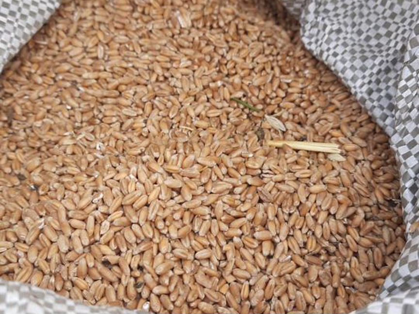 Продаем фуражное зерно