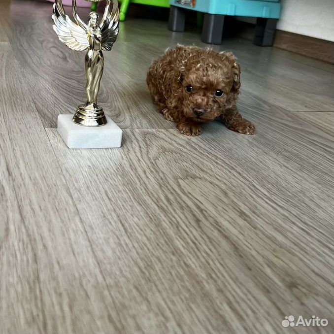 Кукольные мальтипушки