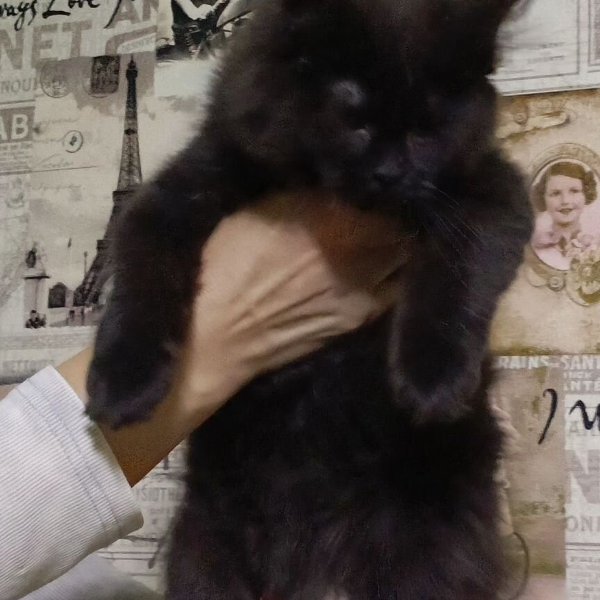 Котята мейн-кун