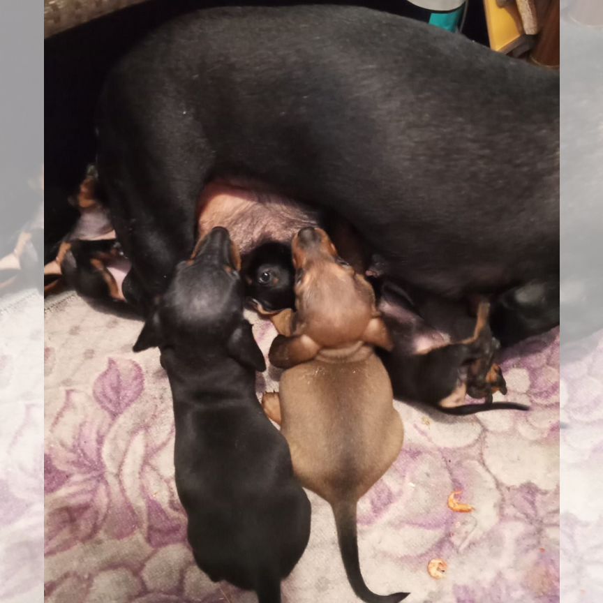 Такса, щенок