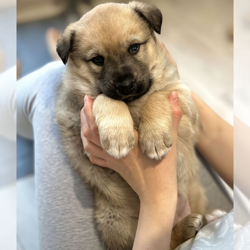 Щенок в добрые руки