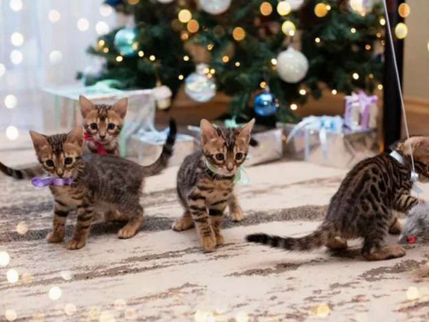 Бенгальские котята