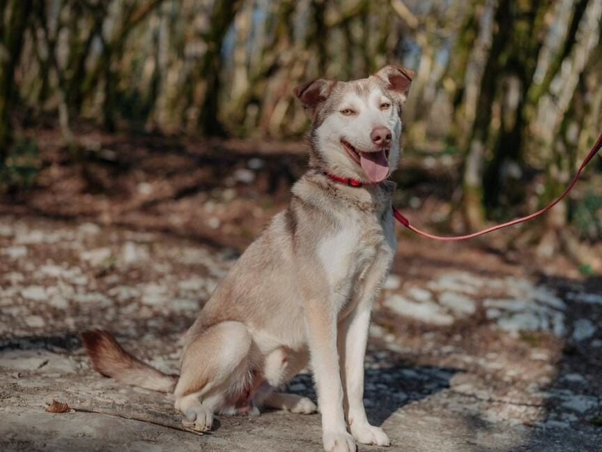 Собачка в добрые руки
