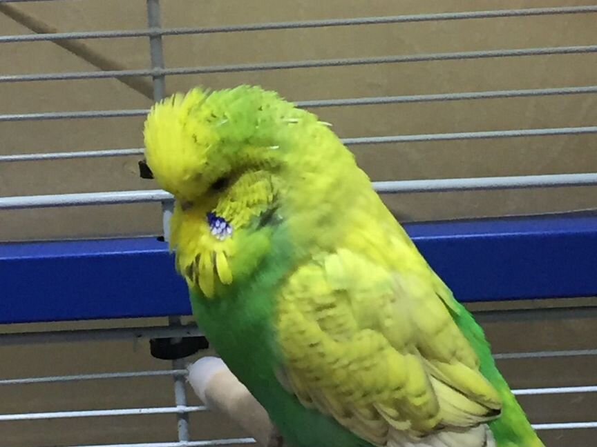 Продам попугаев ввп чех