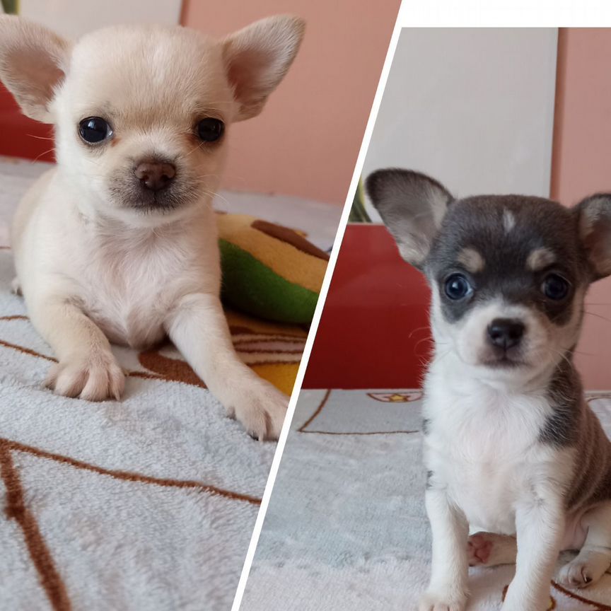 Чихуахуа щенки