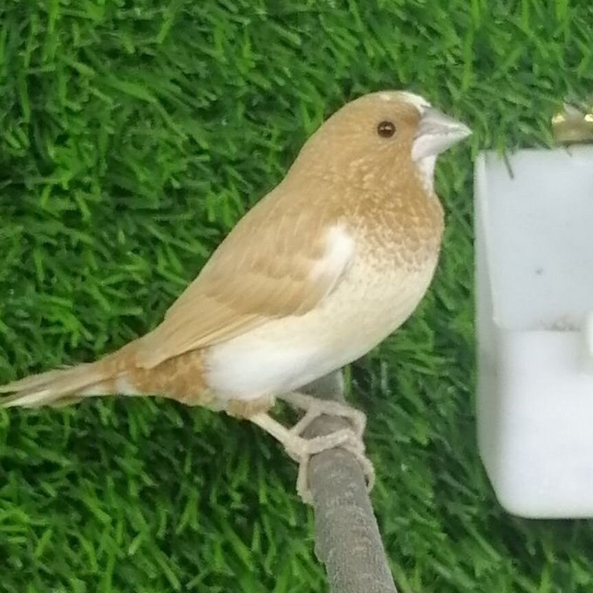 Японский амадин