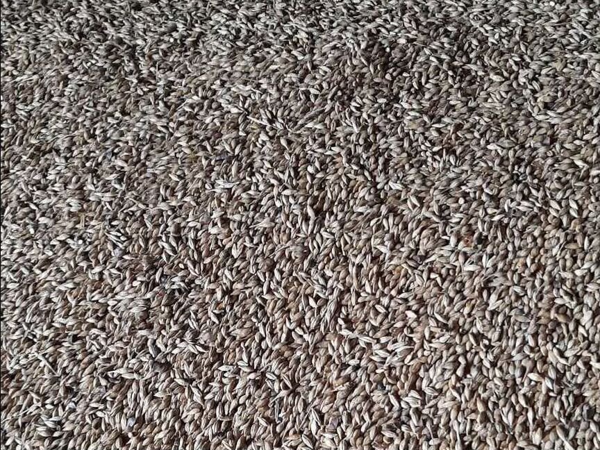 Кормовая кукуруза, Семечко на корм