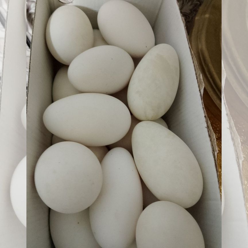 Яйцо гусиное для инкубации линда