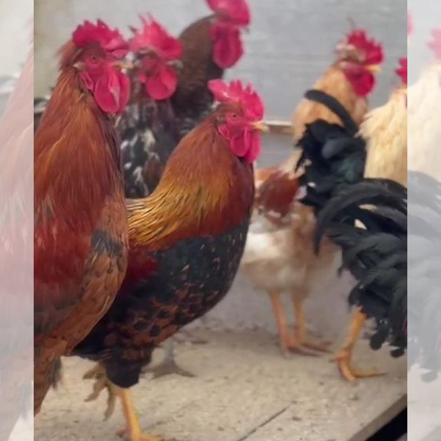 Молодые петухи