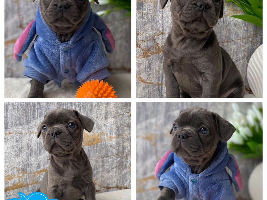 Французский бульдог щенки растут в любви