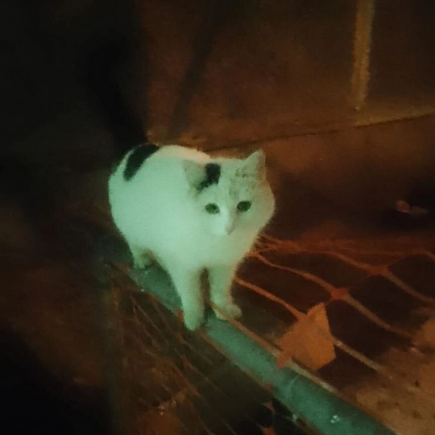 Котик живёт на улице