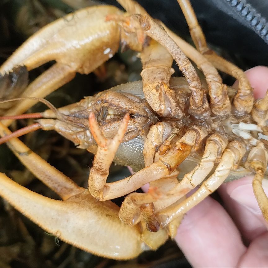 Живой дикий рак