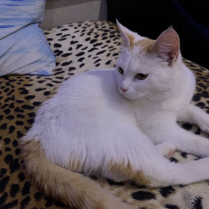 Котятенок в добрые руки мальчик