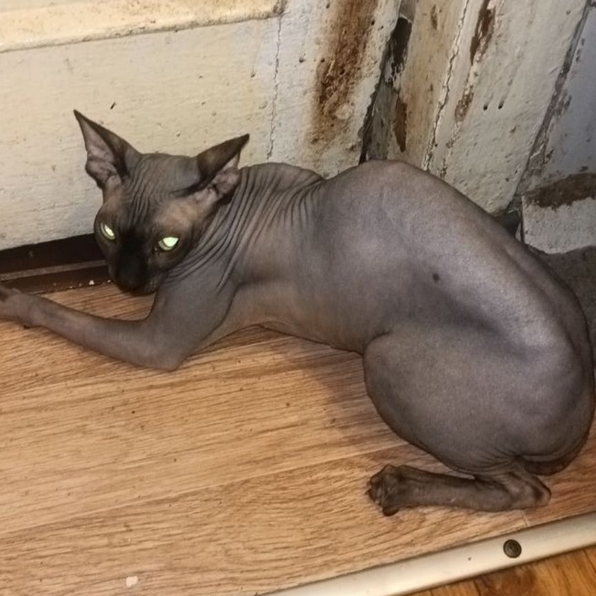 Канадский сфинкс, взрослая кошка