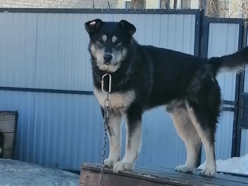 Зевс песик и другие