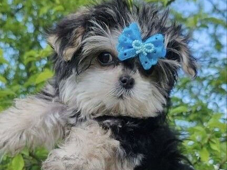 Щенки мальтипу f1 micro