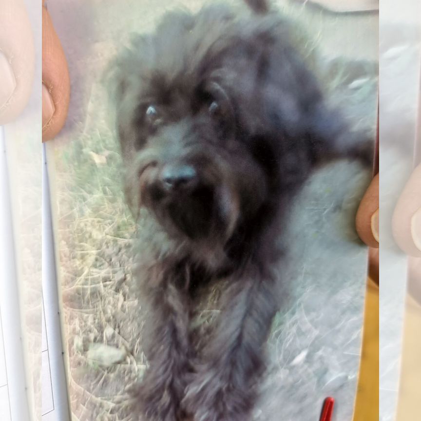 Потерялась собака кировский район