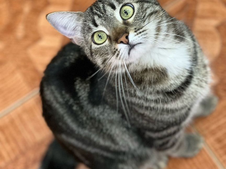 Нежная кошечка Фиалка ищет дом