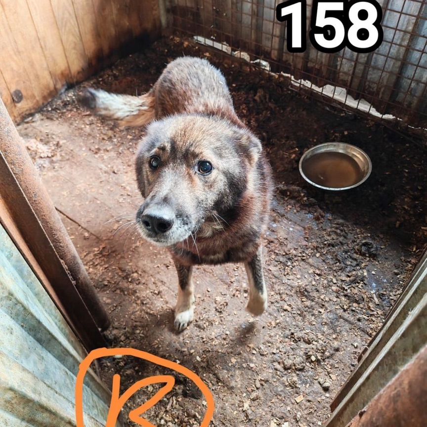 Взрослая собака в добрые руки