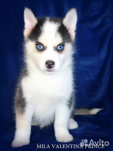 Помски кобель