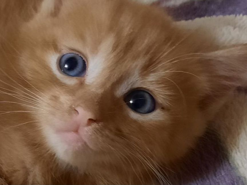 Котёнок Рыжий Мишка