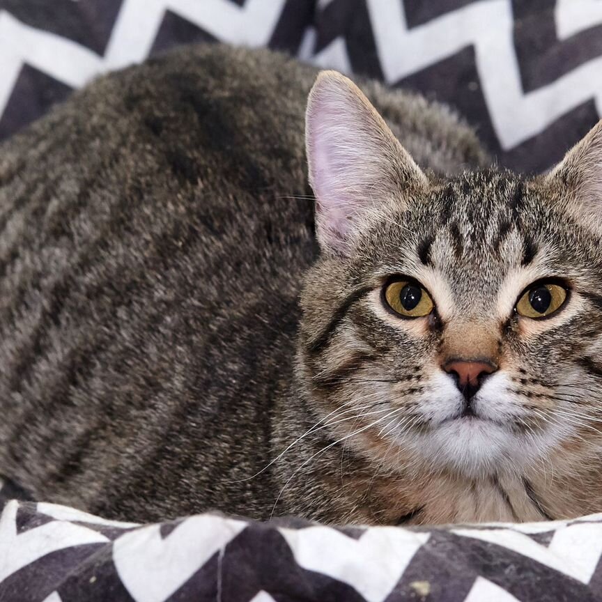 Котенок мальчик Тигрик ищет дом 4 месяца