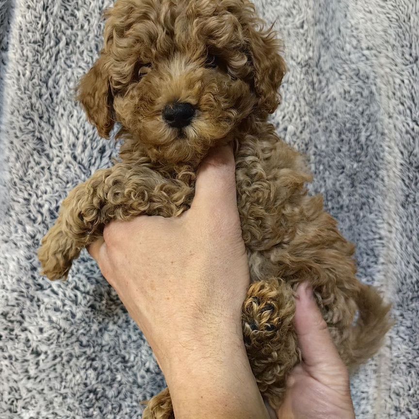 Той-пудель, щенок