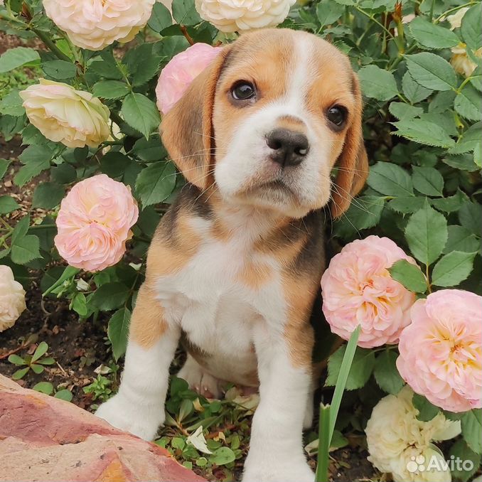 Бигли с родословной