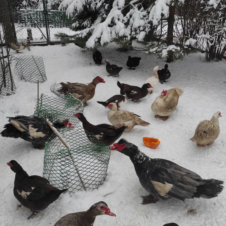 Мускусные утки и селезни и индоутки