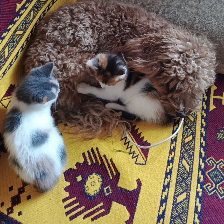 Котята в самую заботливую семью