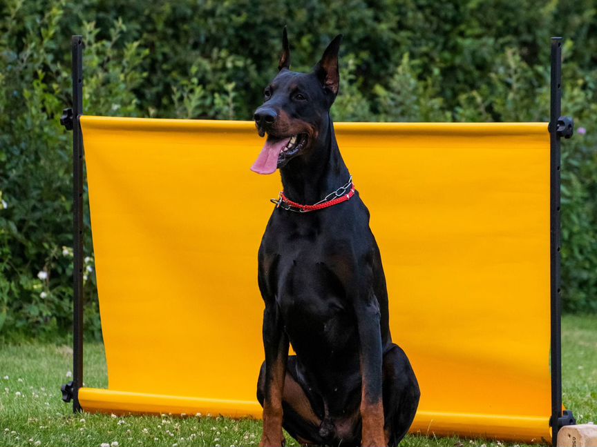 Барьер для собак