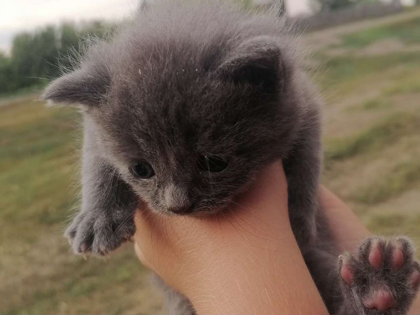 Шотландец вислоухий