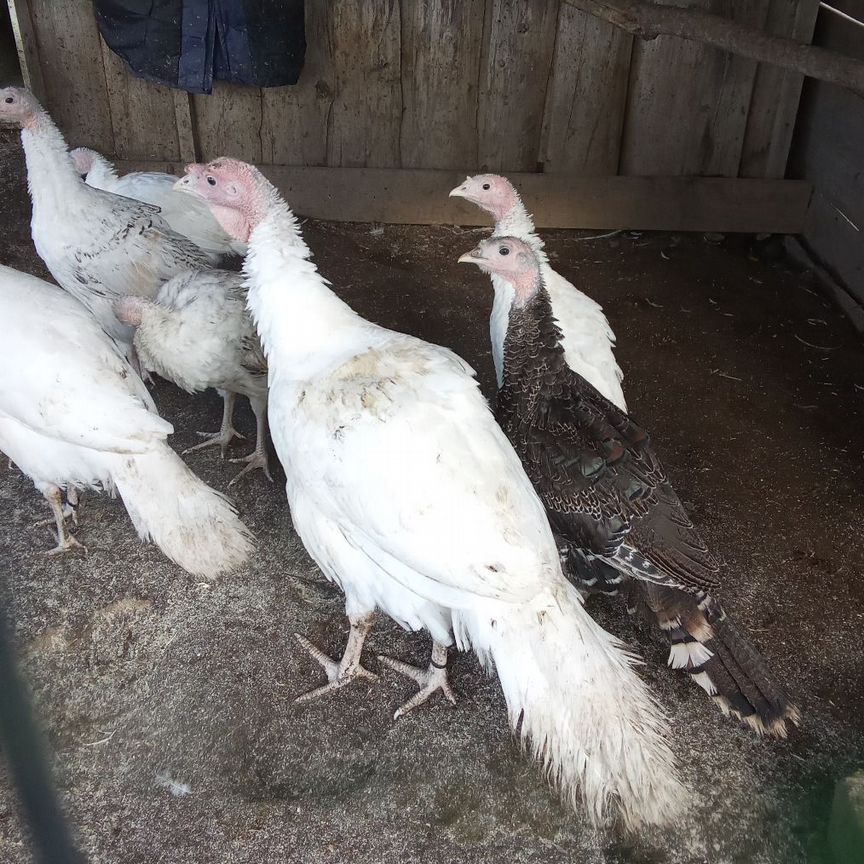 Индюки и индюшки